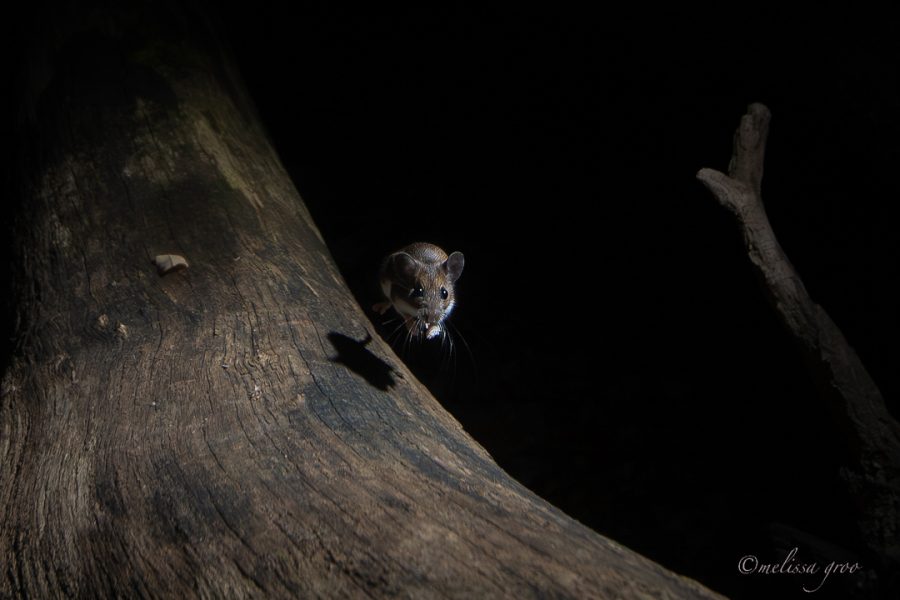 White-footed mouse, Trumansburg, New York (mice) – Melissa Groo