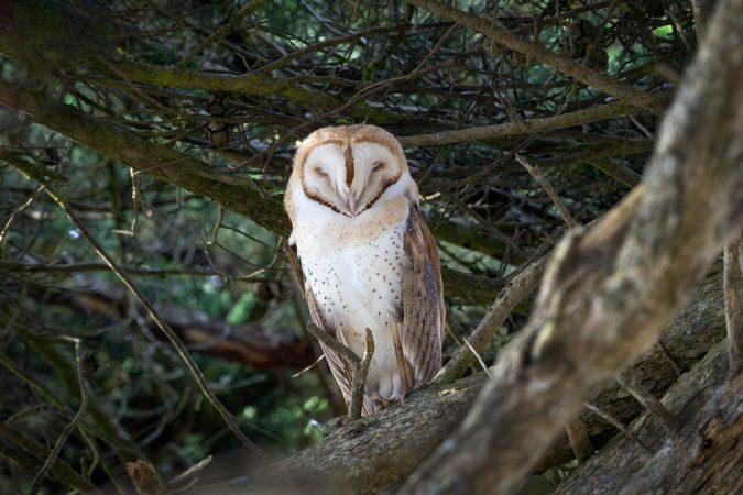 Owls – Melissa Groo