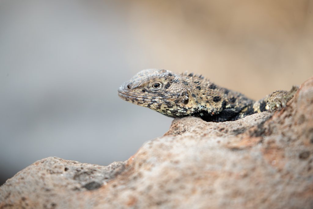 Lava Lizard, Galapagos Islands (Lizards) – Melissa Groo