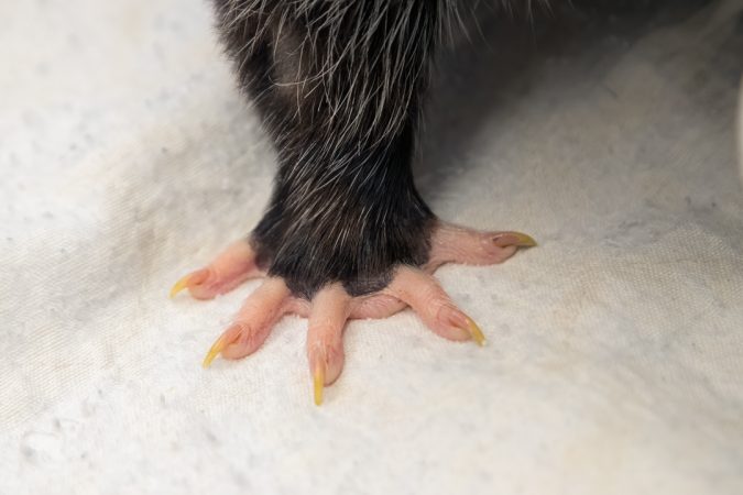Possum Paw, Wildlife Hospital (Opossums) – Melissa Groo
