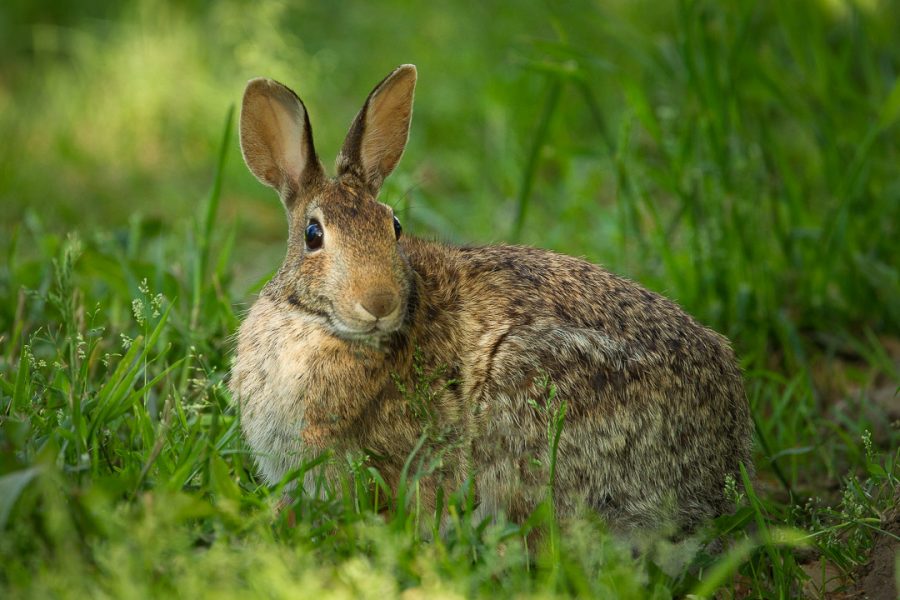 Eastern Cottontail Rabbit, Ithaca, NY (Rabbits) – Melissa Groo