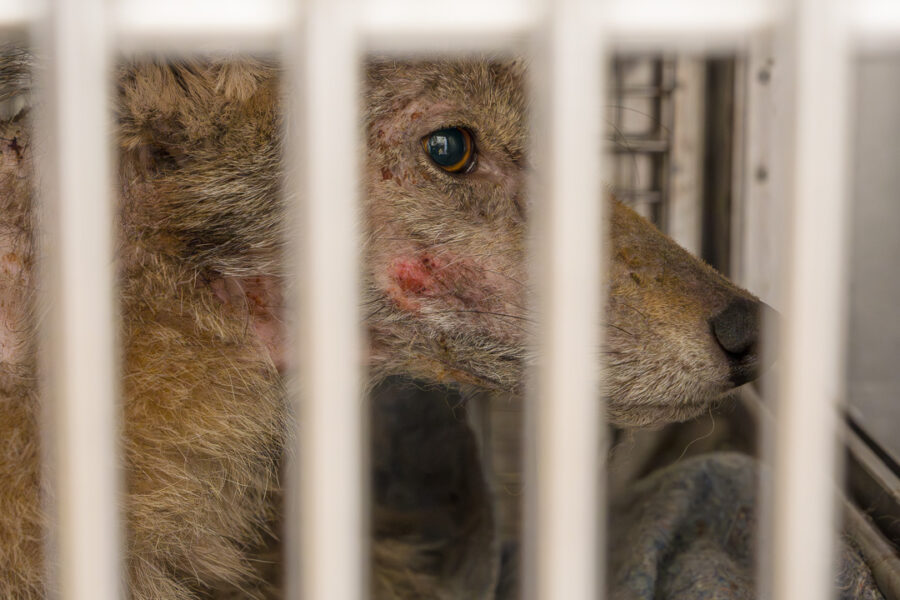 Coyote with Mange in Cornell Wildlife Hospital (Coyotes) – Melissa Groo